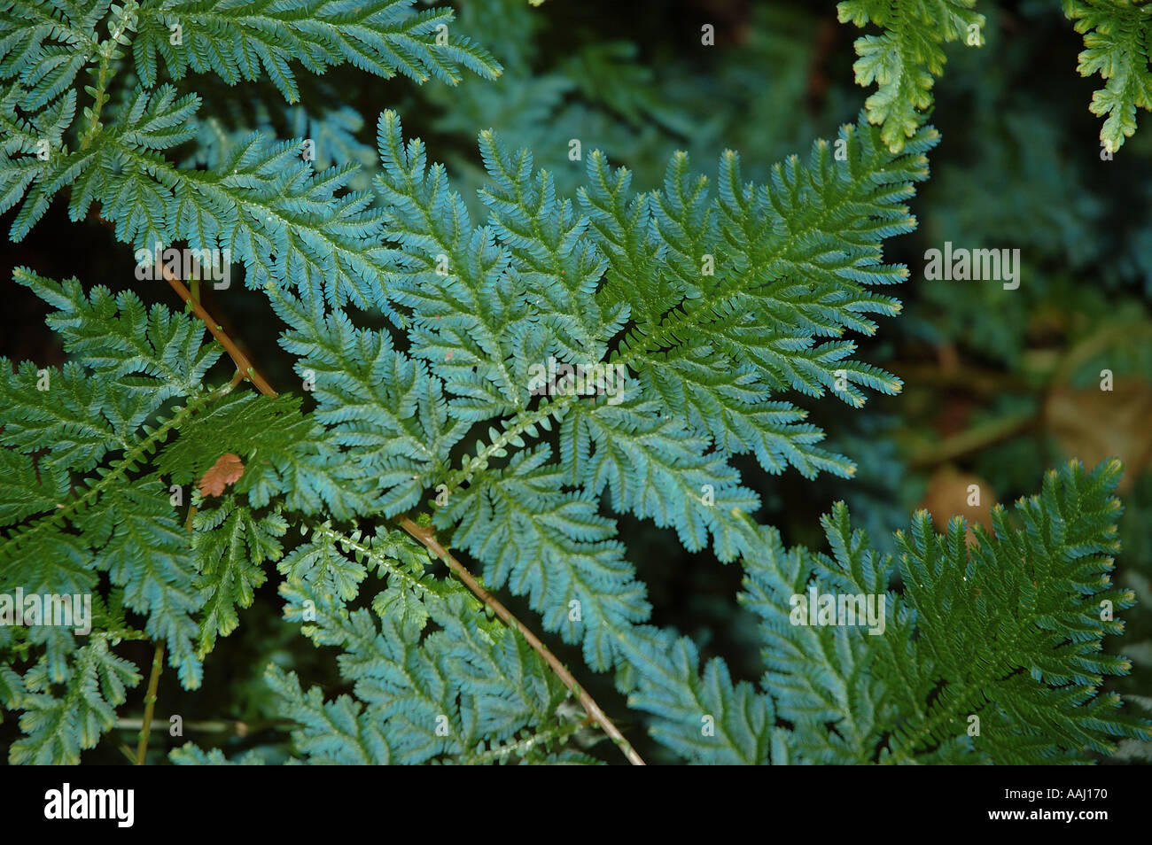 Electric Ferns Selaginella spp small fern like plants that usually grow ...