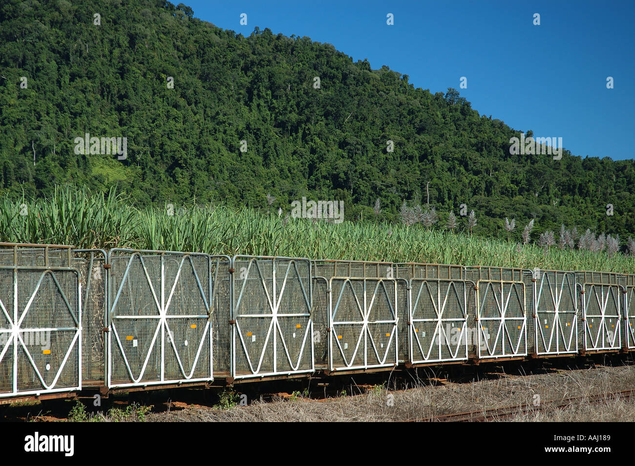 Farmland encroaching on virgin rainforest cane train wagons in ...