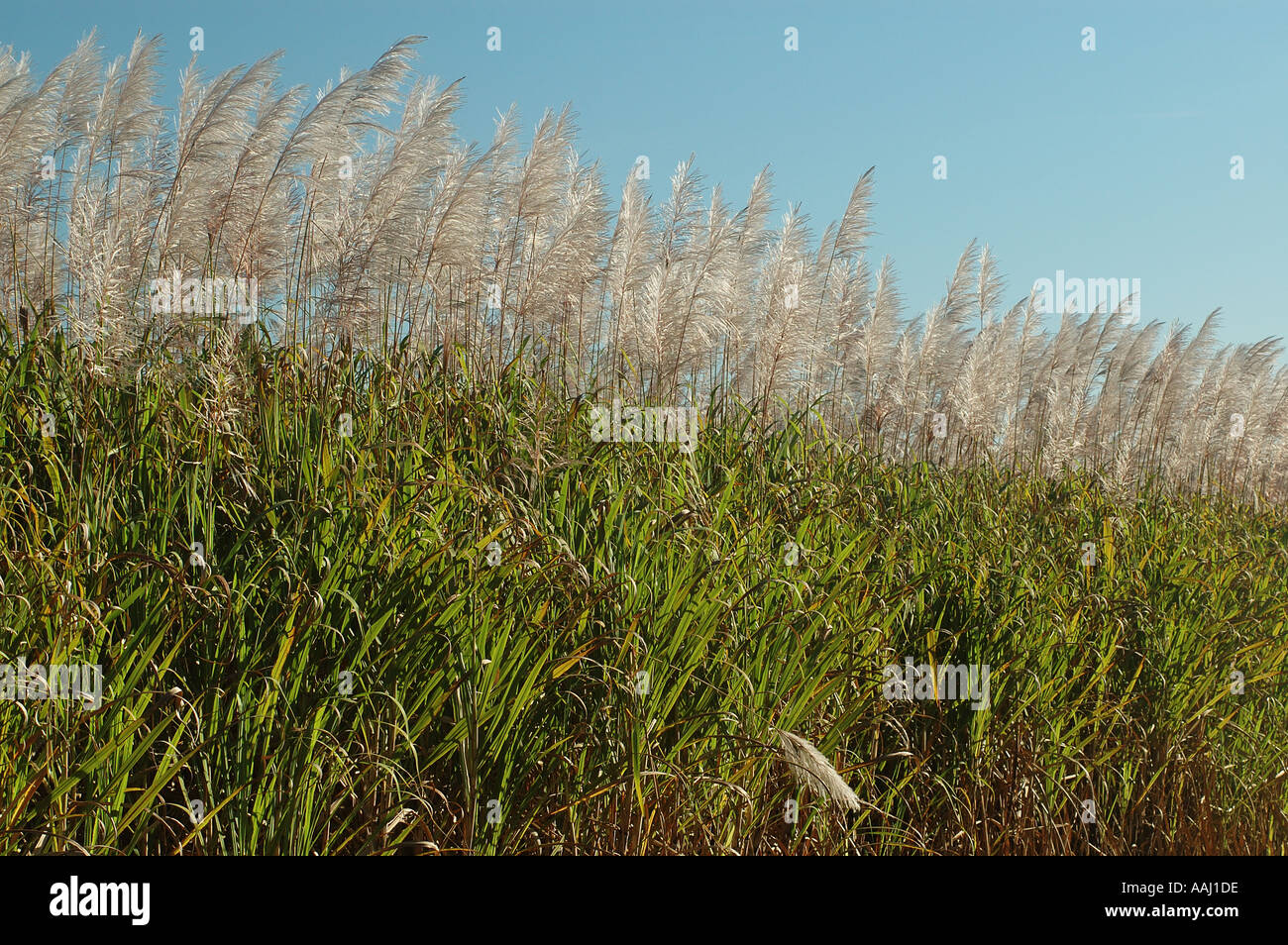 fluffy seed heads flowers growing on sugar cane ready for harvest ...