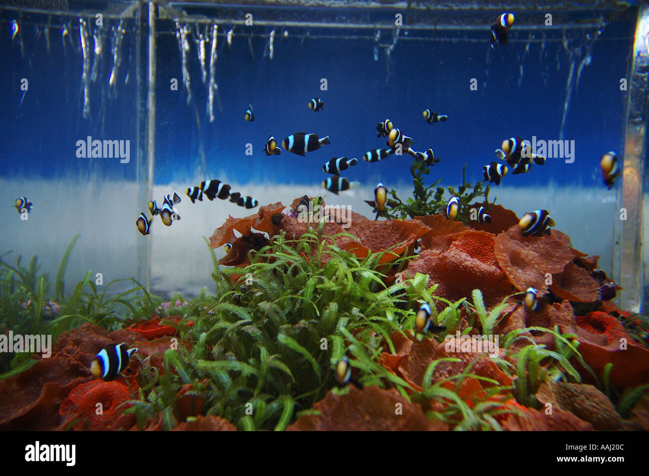 Clown Fish Tank Requirements