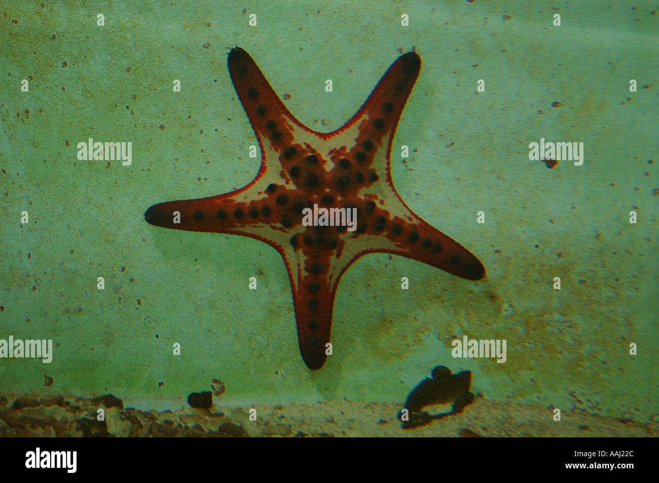 starfish on sand underwater Great barrier reef Queensland Australia dsc ...