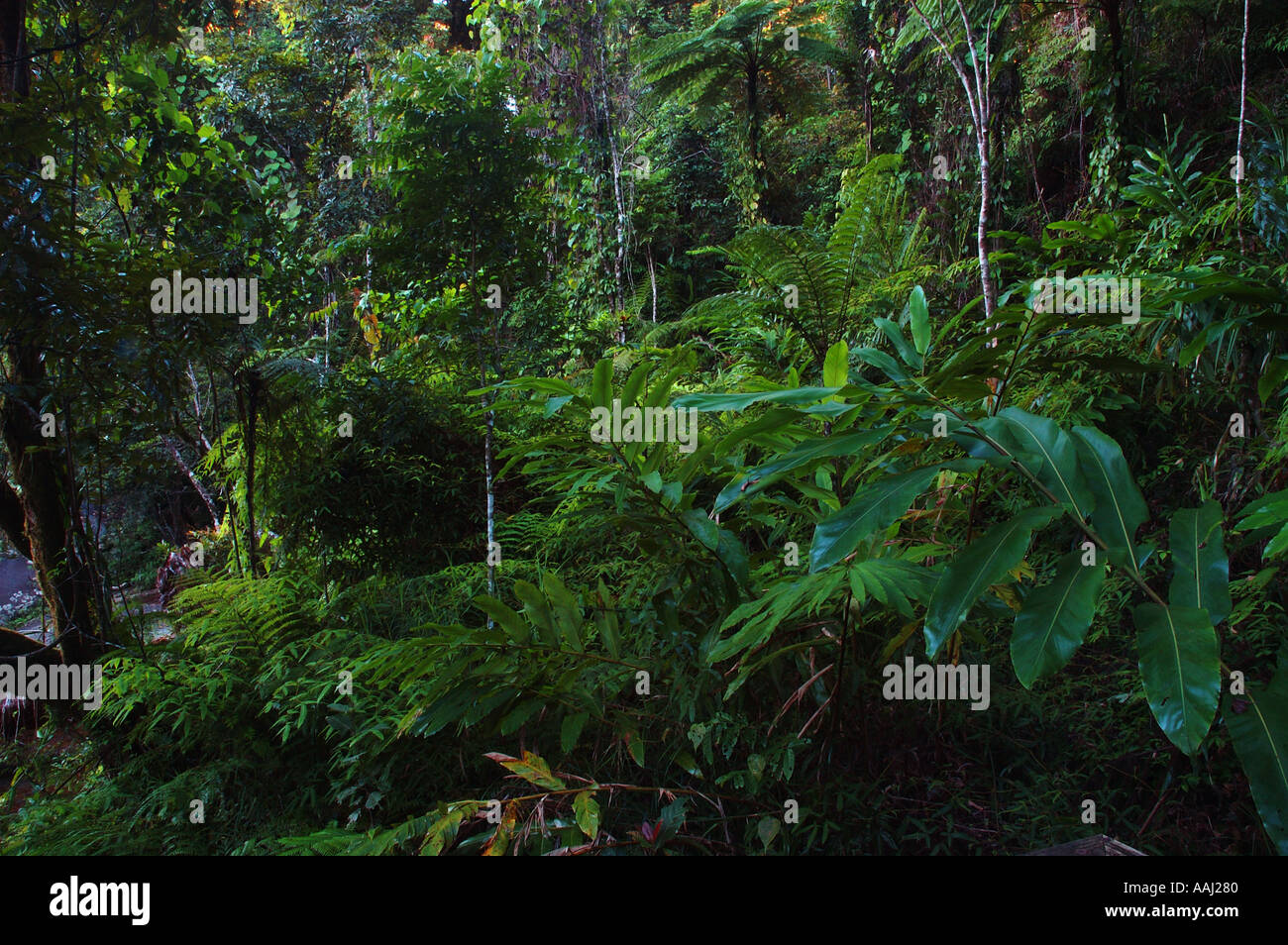 Dense verdant forest tall hi-res stock photography and images - Alamy