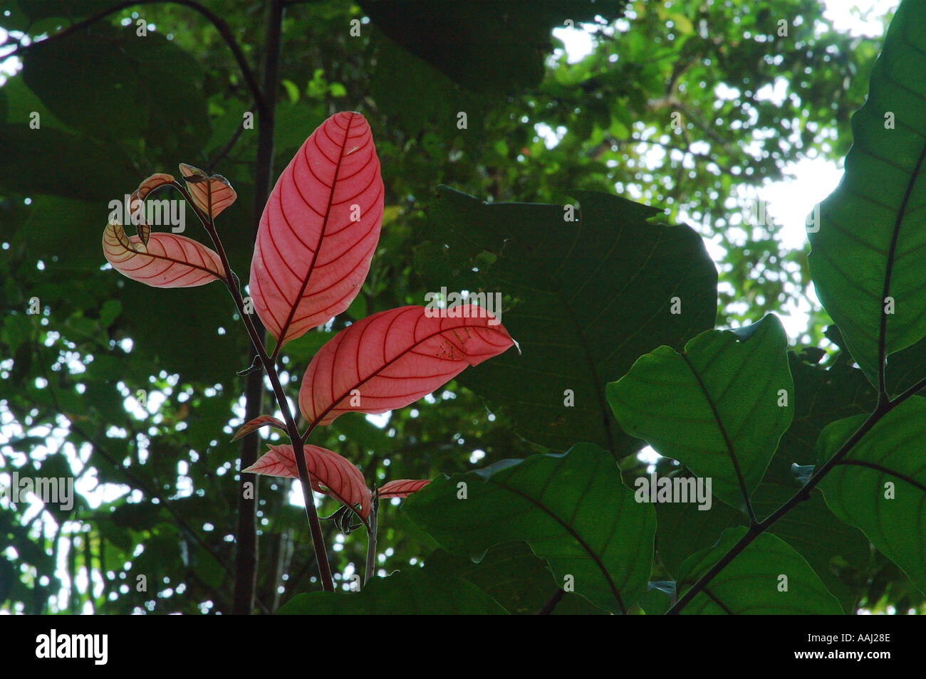 Rainforest birth hi-res stock photography and images - Alamy