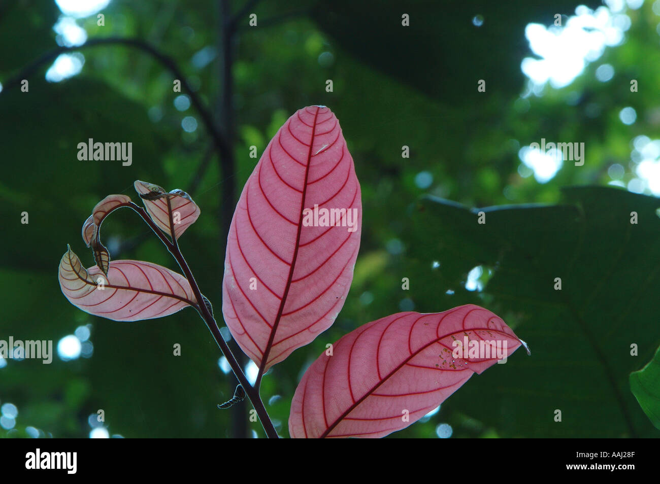 Fresh Red leaves on young rainforest tree dsc 0512 Stock Photo - Alamy