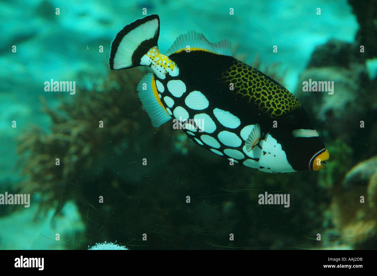 Clown trigger fish Balistoides Conspicllum Great barrier reef ...