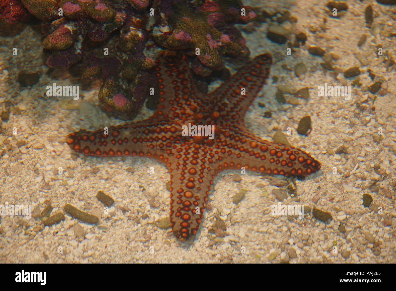 starfish on great barrier reef Queensland Australia dsc 0647 Stock ...