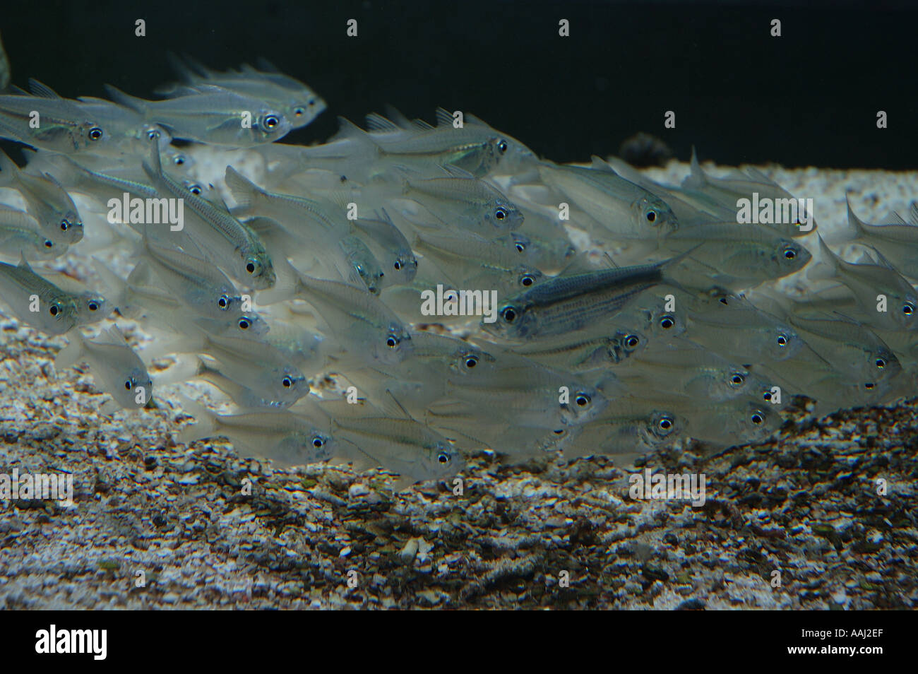 Marine life specimens hi-res stock photography and images - Alamy