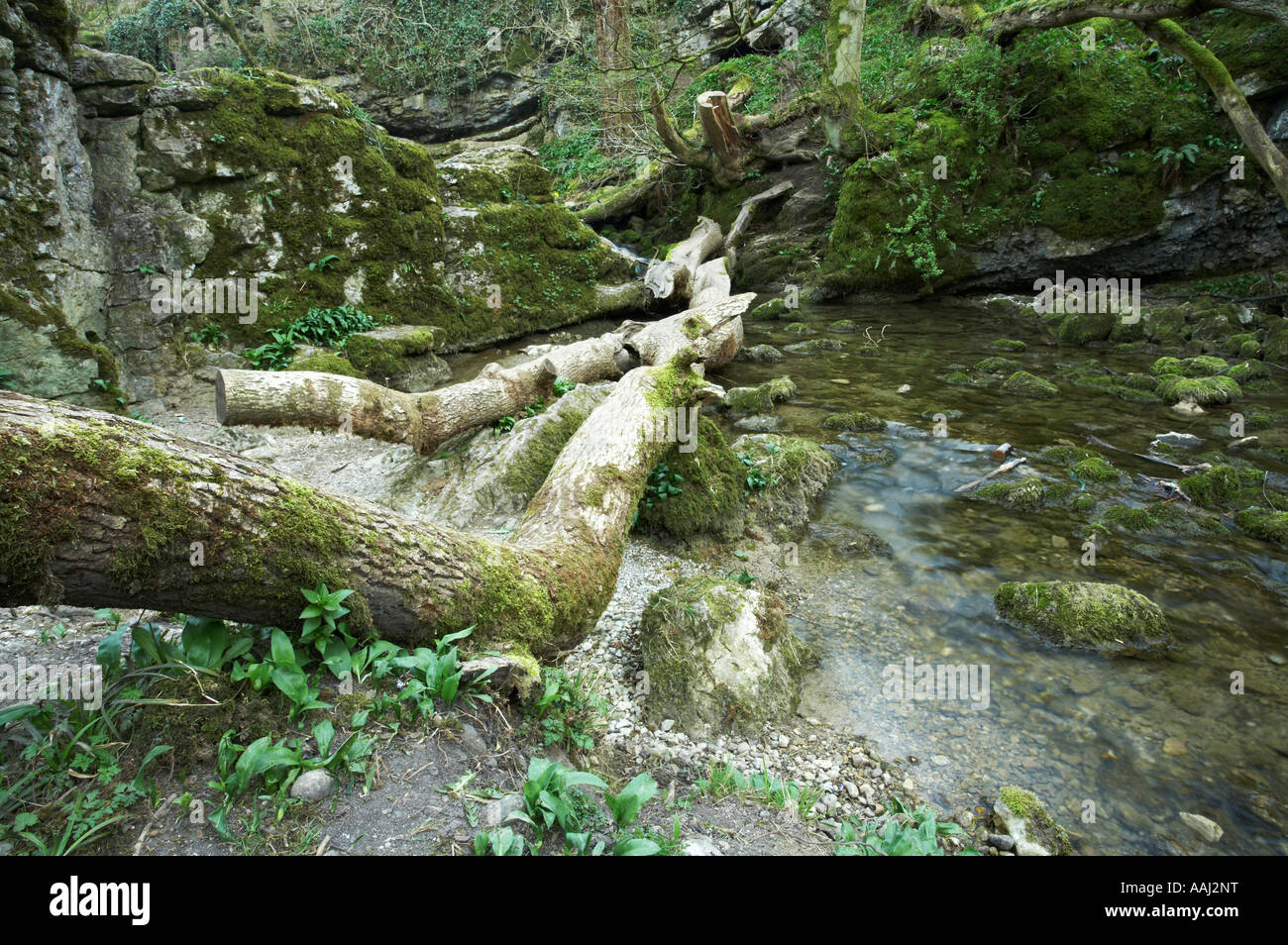 Fallen Log, Janet's Foss, Malham, Yorkshire, England Stock Photo - Alamy