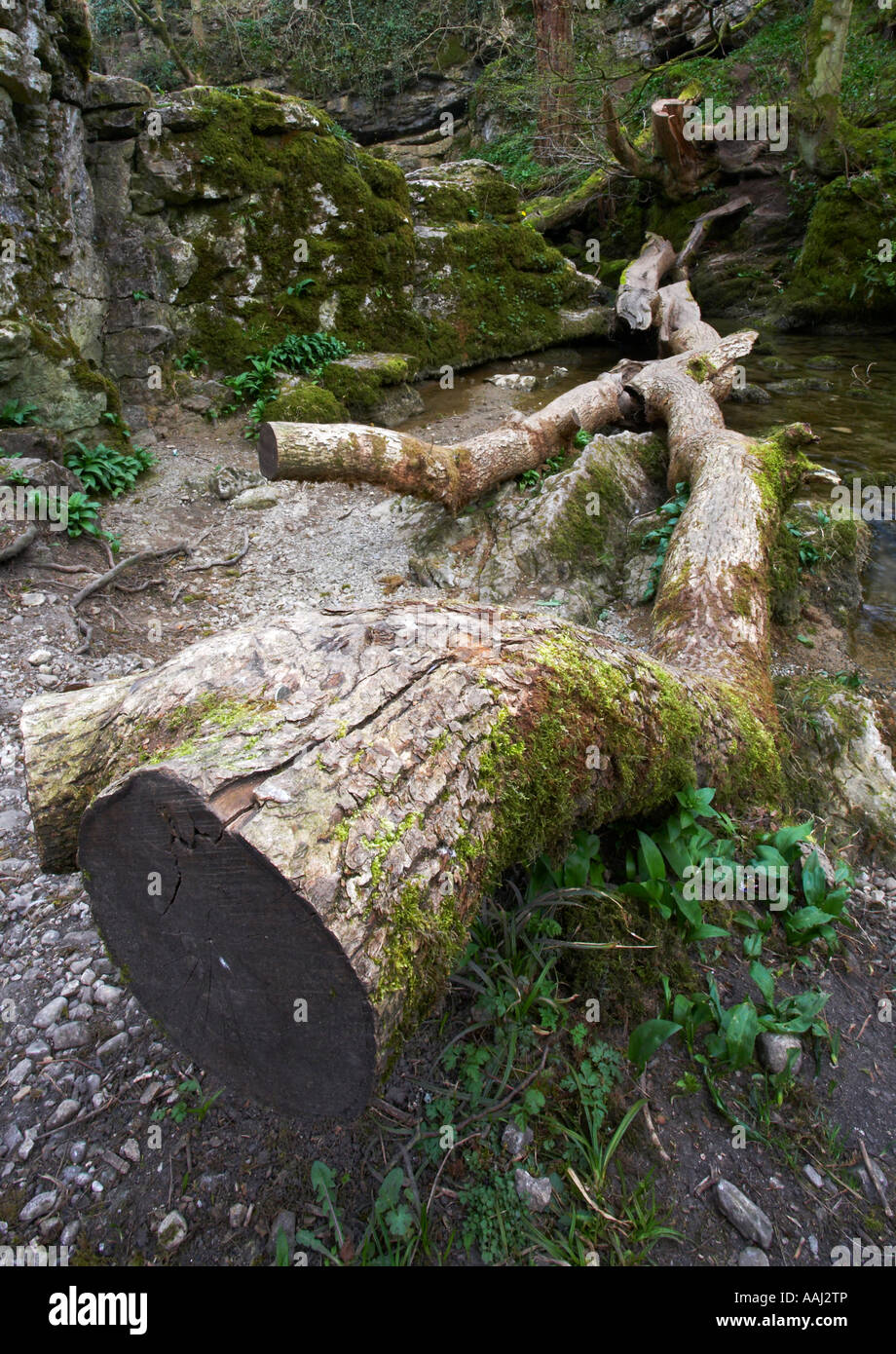 Fallen Log, Janet's Foss, Malham, Yorkshire, England Stock Photo - Alamy