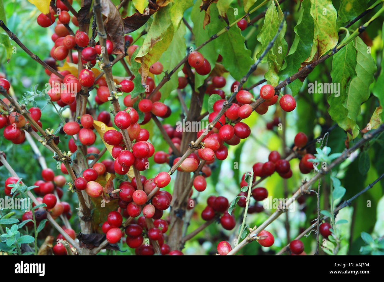 coffee beans ripen on the bush Atherton North Queensland Australia ...