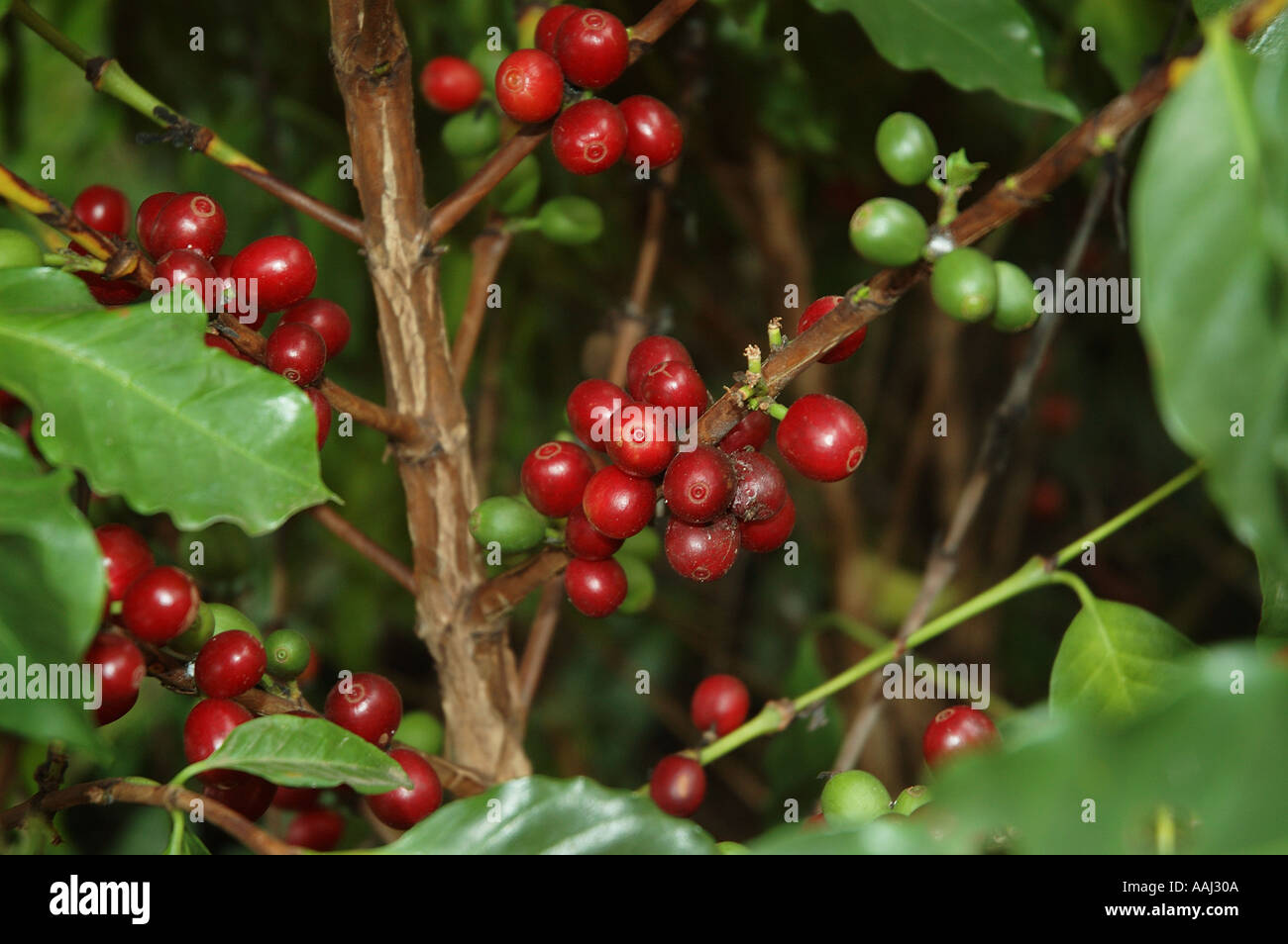 coffee beans ripen on the bush Atherton North Queensland Australia ...