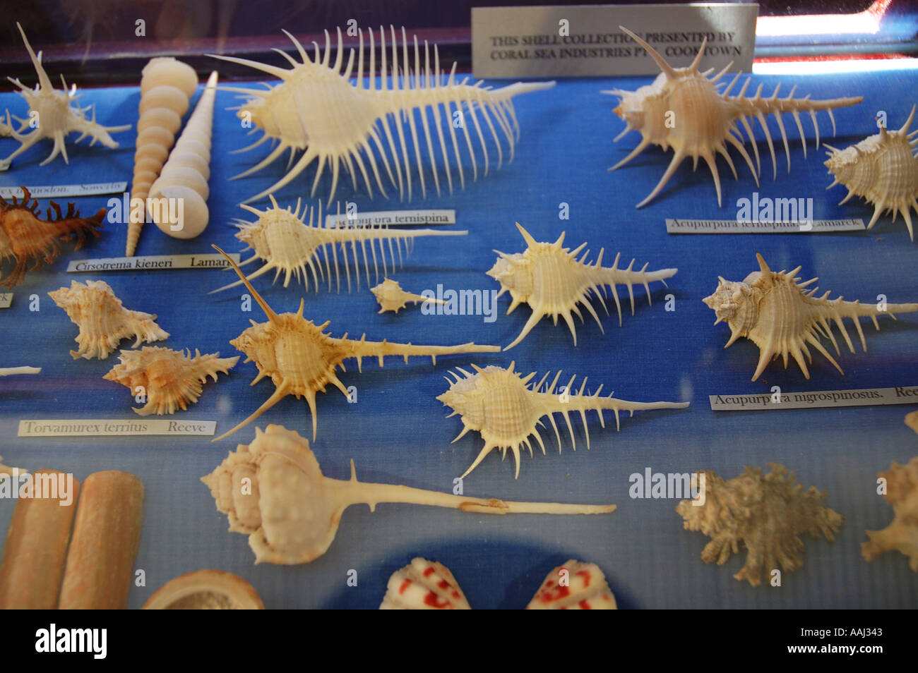 Display of sea shells from the great barrier reef queensland Australia ...