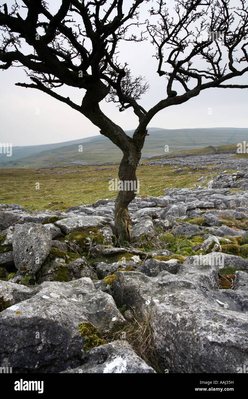Limestone Pavement and Hawthorn Tree, Malham, North Yorkshire Stock ...