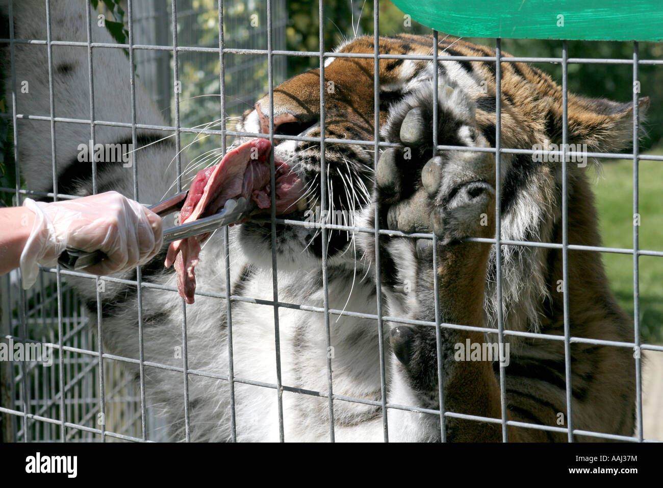 A Bengal Tiger feeding in captivity Stock Photo, Royalty Free Image ...