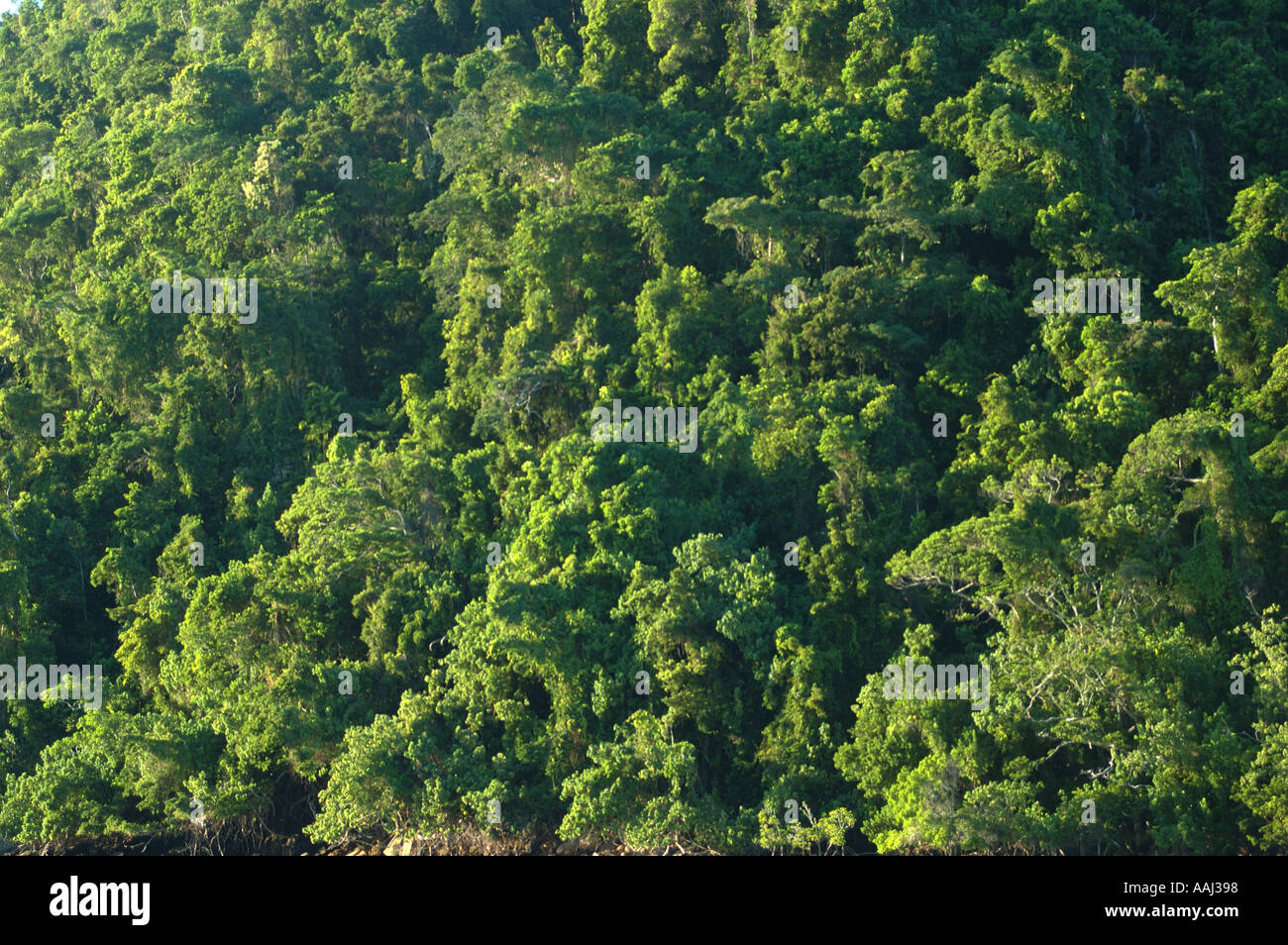 TEXTURE OF TREES FAR NORTH QUEENSLAND RAIN FOREST CANOPY LUNGS OF THE ...