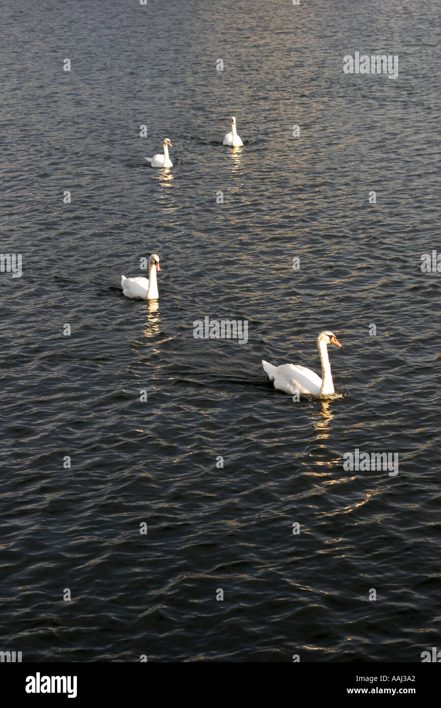Swans Greenland Dock Surrey Quays London England UK Stock Photo - Alamy