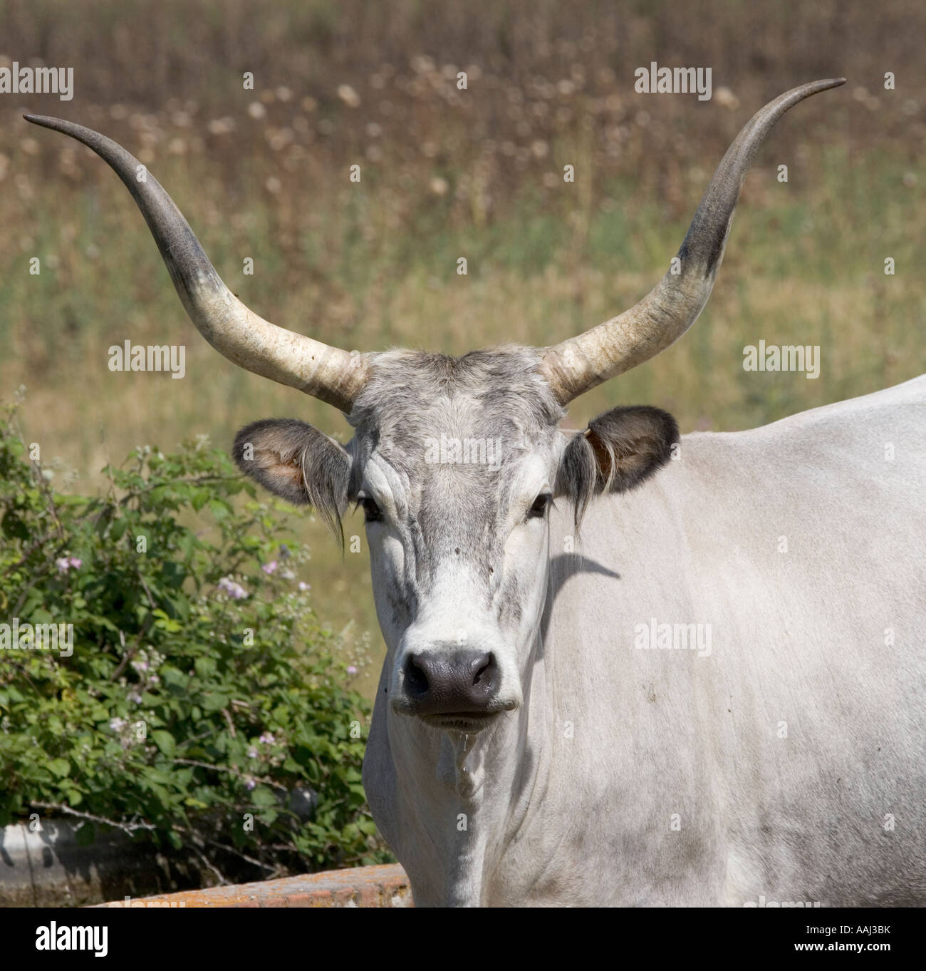 Ancient italian breed hi-res stock photography and images - Alamy