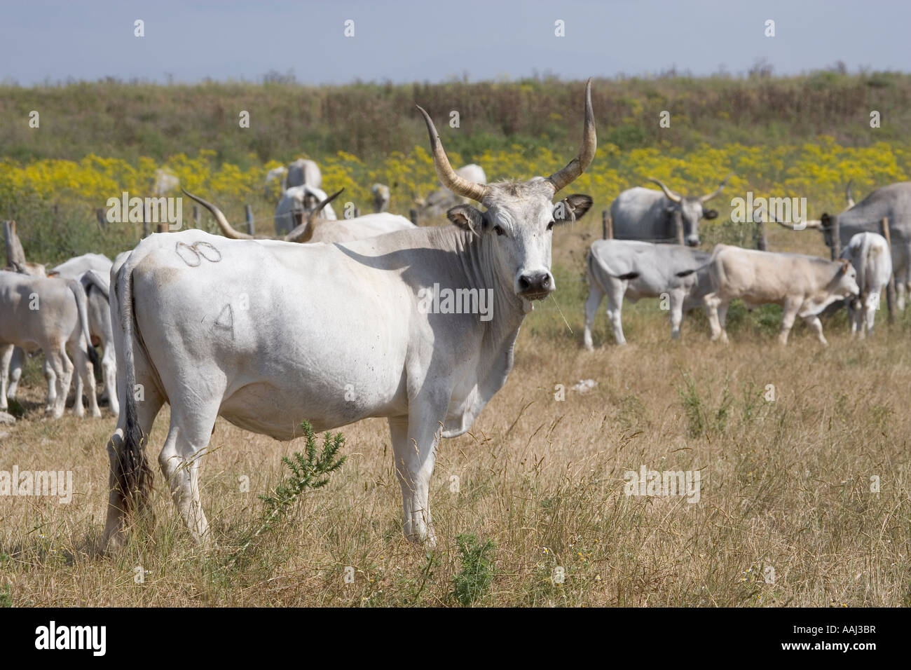 Ancient italian breed hi-res stock photography and images - Alamy