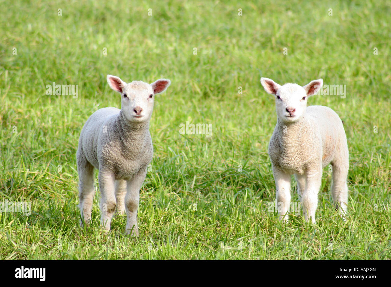 Two lambs in a field Stock Photo - Alamy