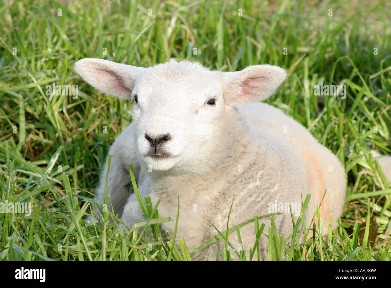 A spring lamb Stock Photo - Alamy