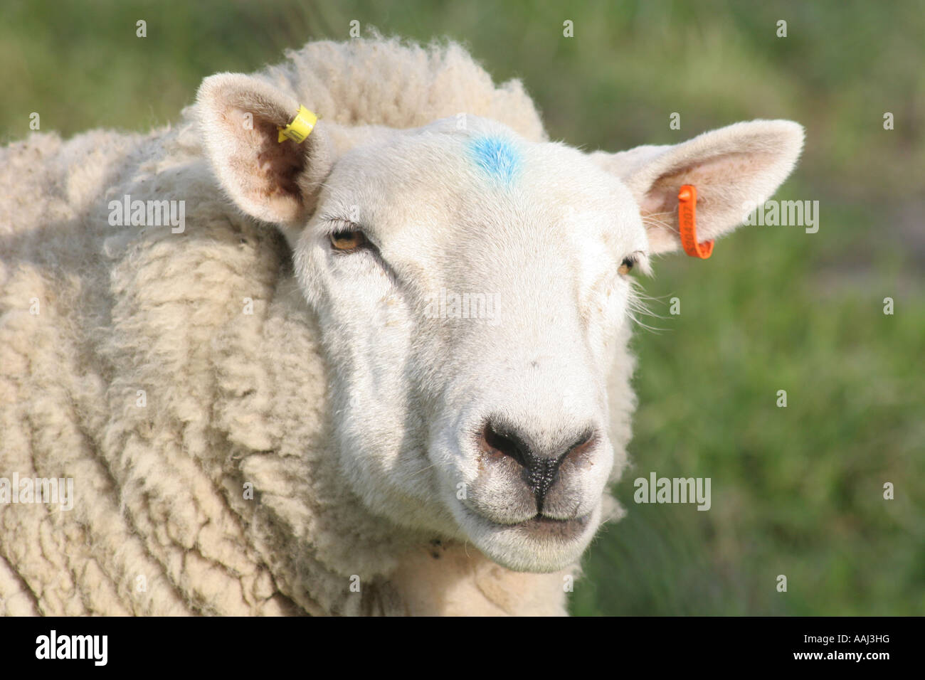 Special sheep breed hi-res stock photography and images - Alamy
