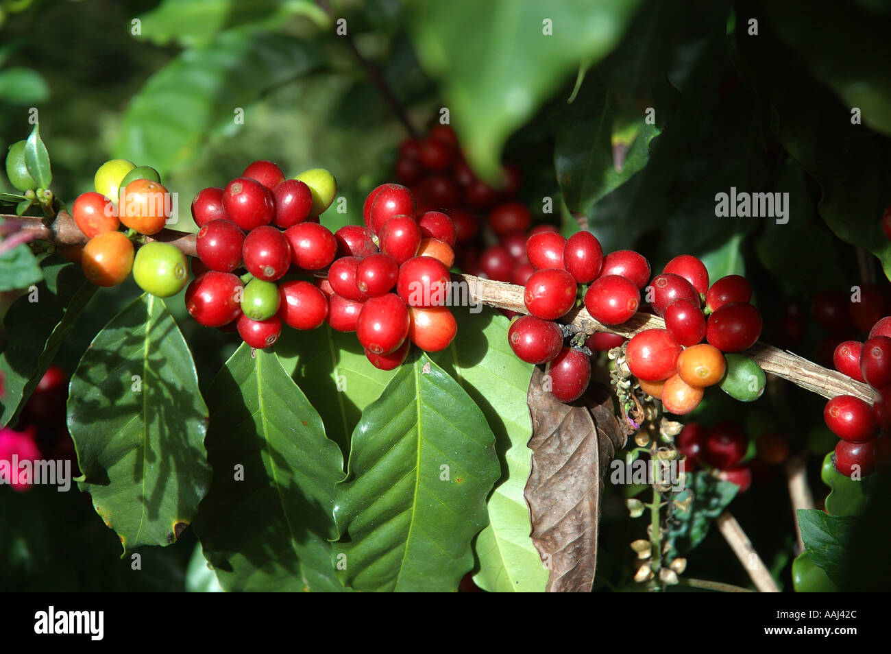 coffee beans ripen on the bush Atherton North Queensland Australia ...