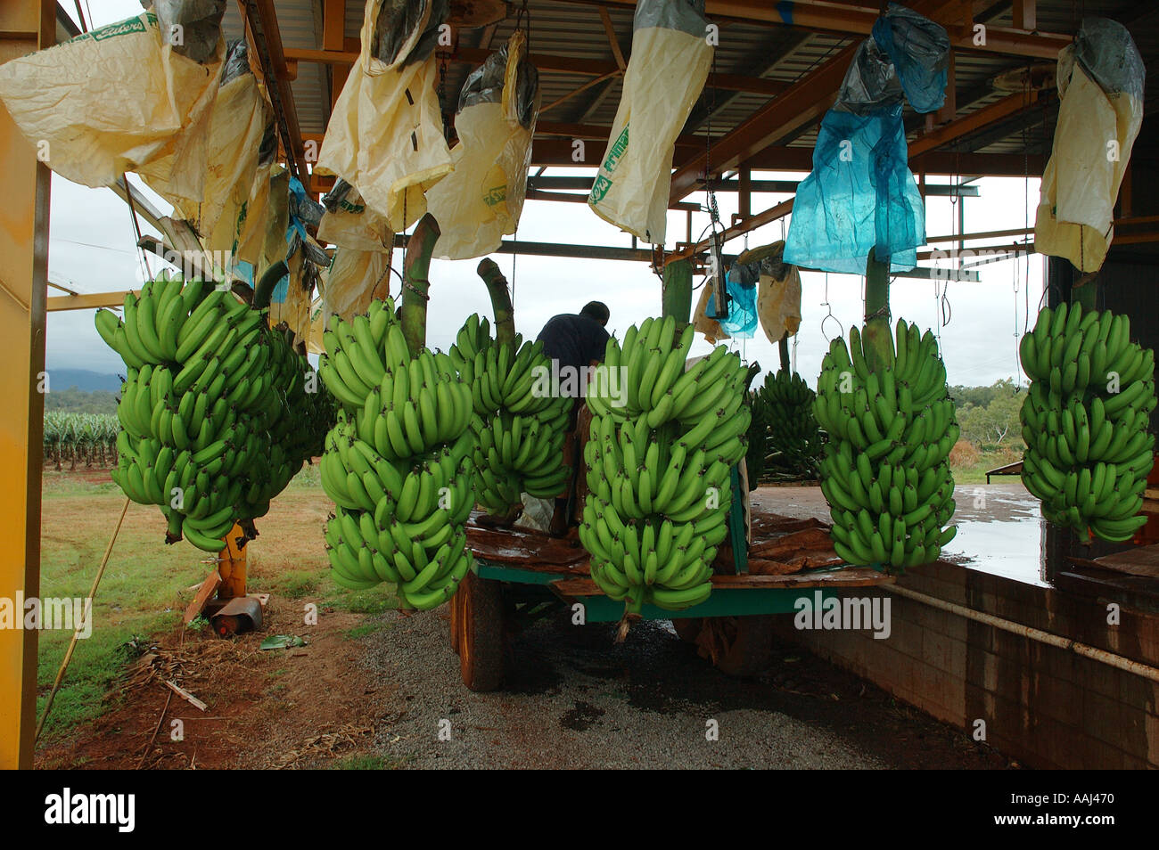 Banana processing plant hi-res stock photography and images - Alamy