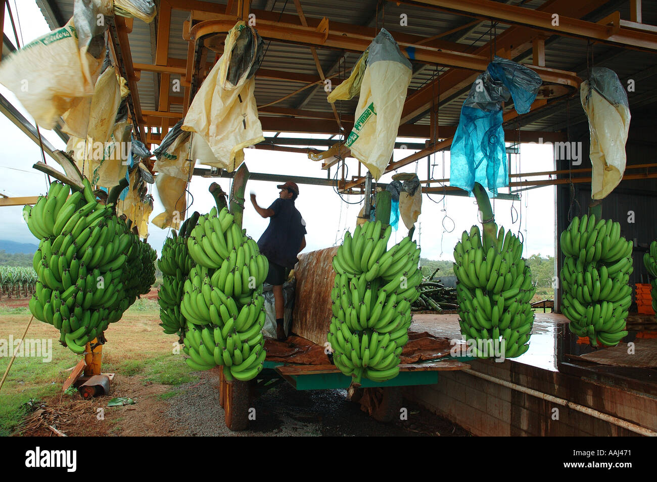Banana process and packing shed far north queensland conveyor belt ...