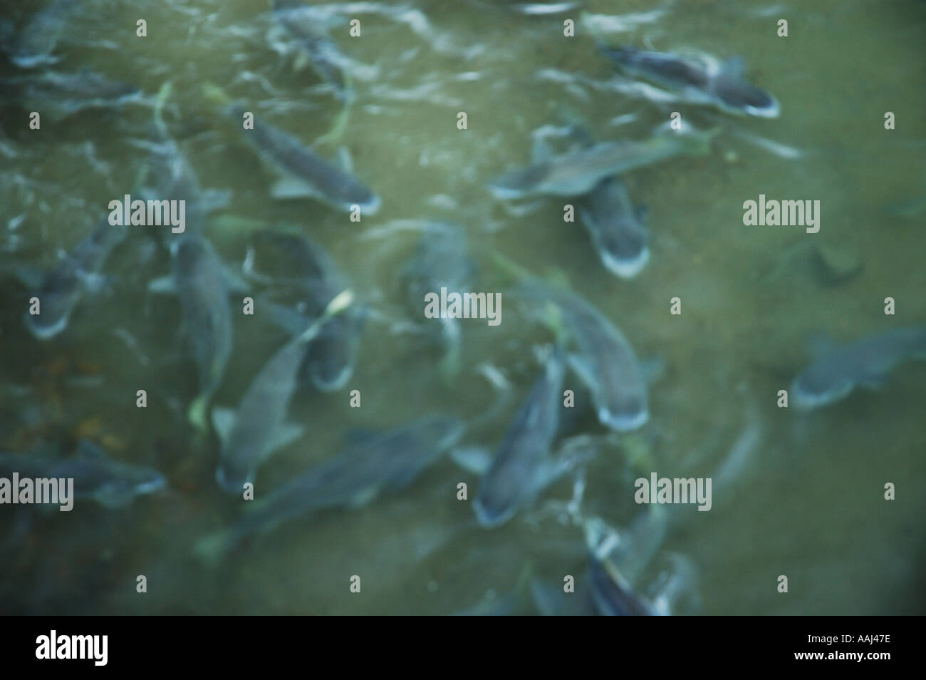 Liza vaigiensis diamond scale mullet school in Cooktown Queensland ...