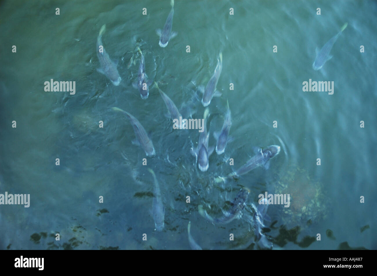 Liza vaigiensis diamond scale mullet school in Cooktown Queensland ...