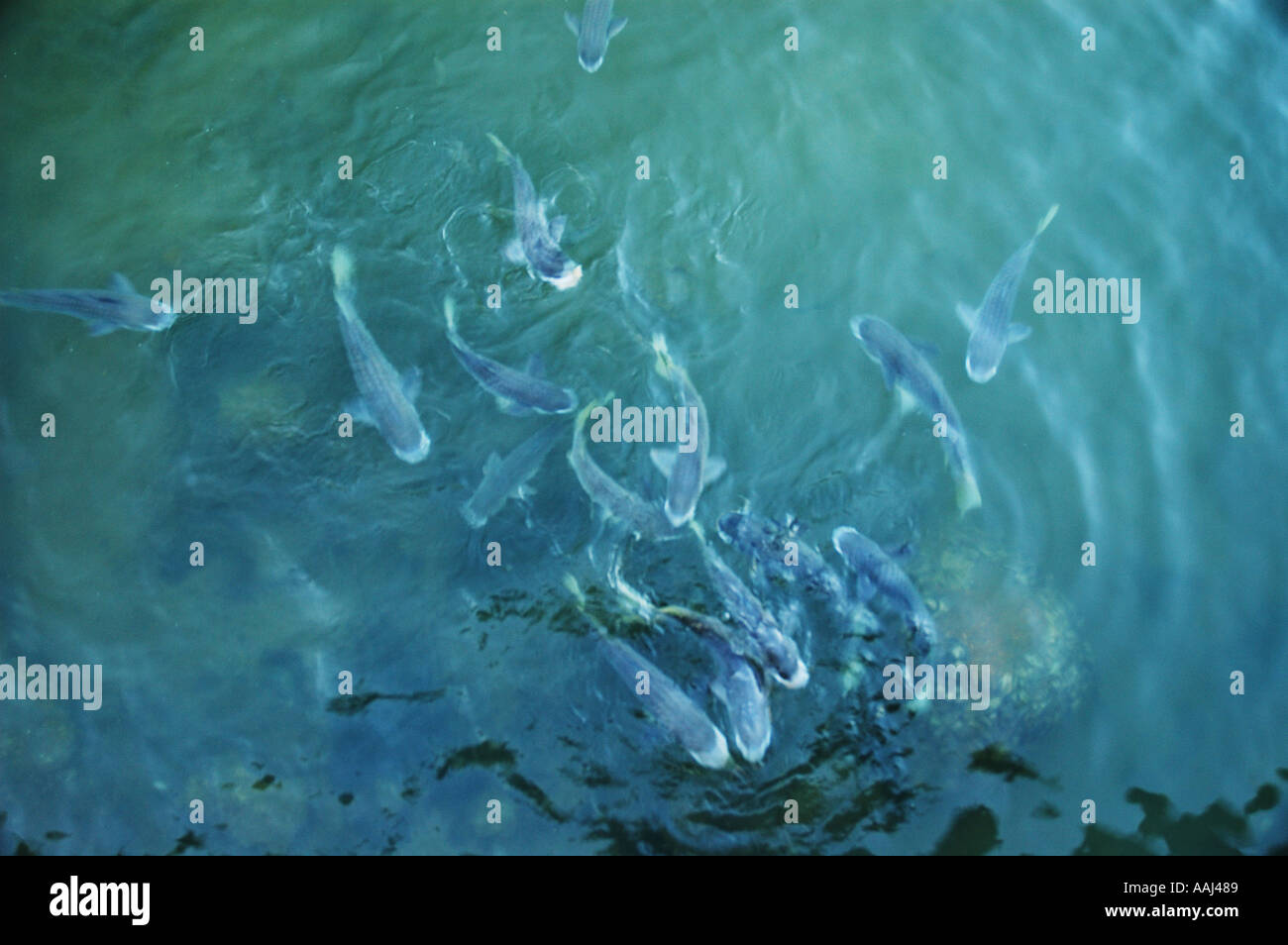 Liza vaigiensis diamond scale mullet school in Cooktown Queensland ...