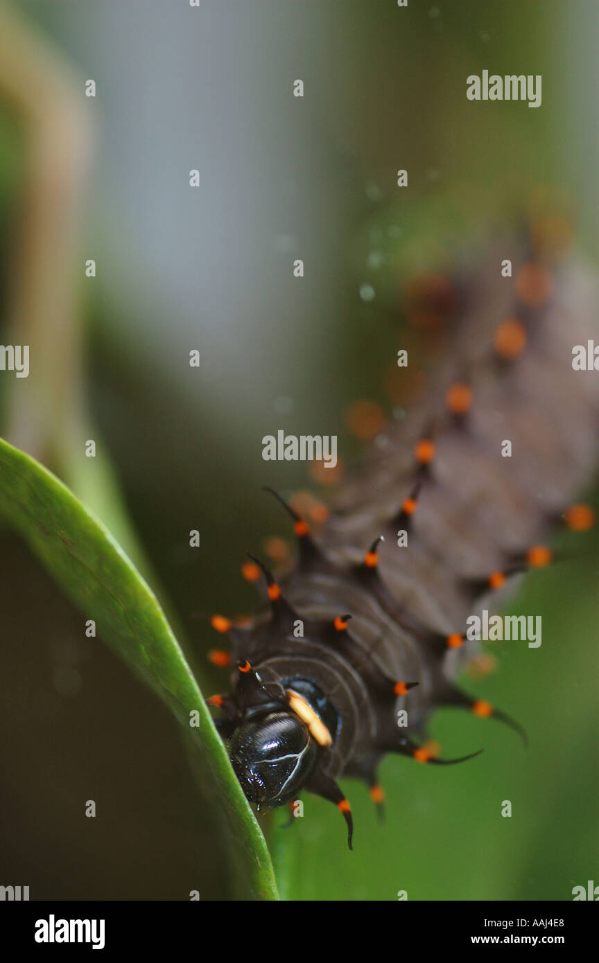 Large Australian tropical butterfly moth larvae tropical forest far ...