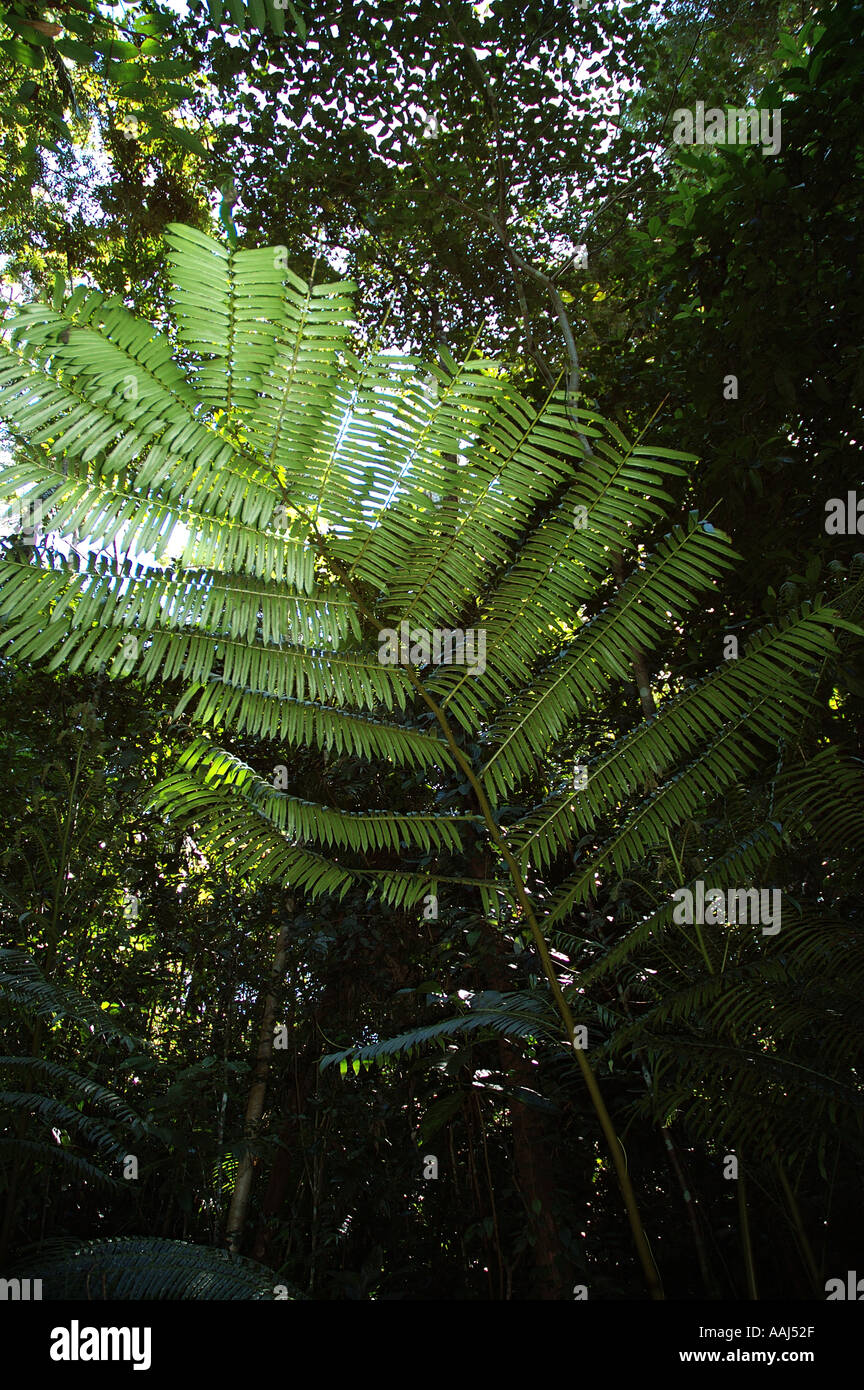 King Fern Angiopteris evecta actually a relic fern from the late ...
