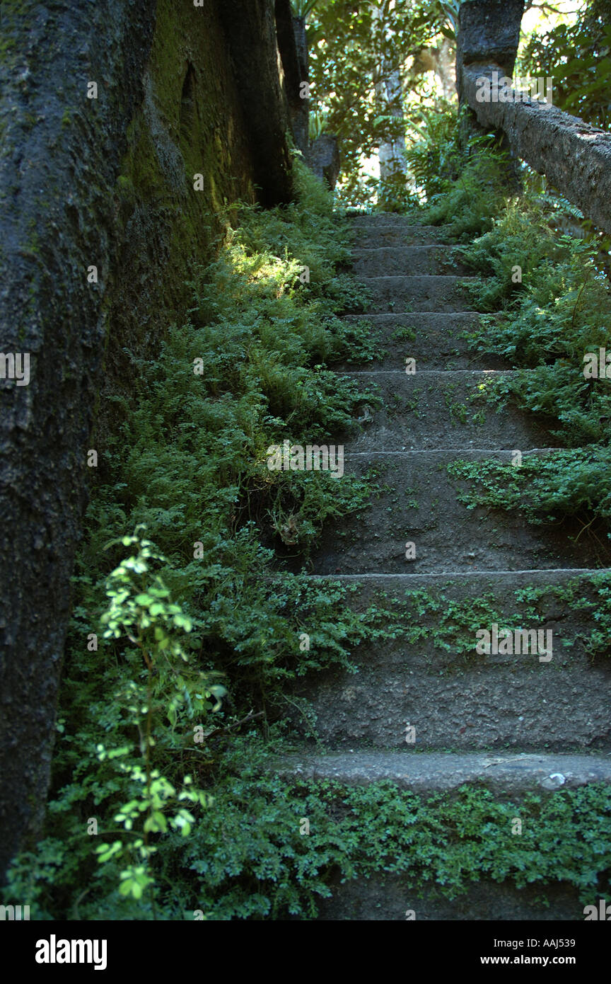 ancient stairs in rainforest temple curve to sunlight dsc 0294 Stock ...