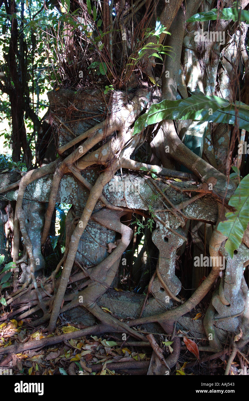 strangler fig and vine roots wrap around an ornimental fence in deep ...