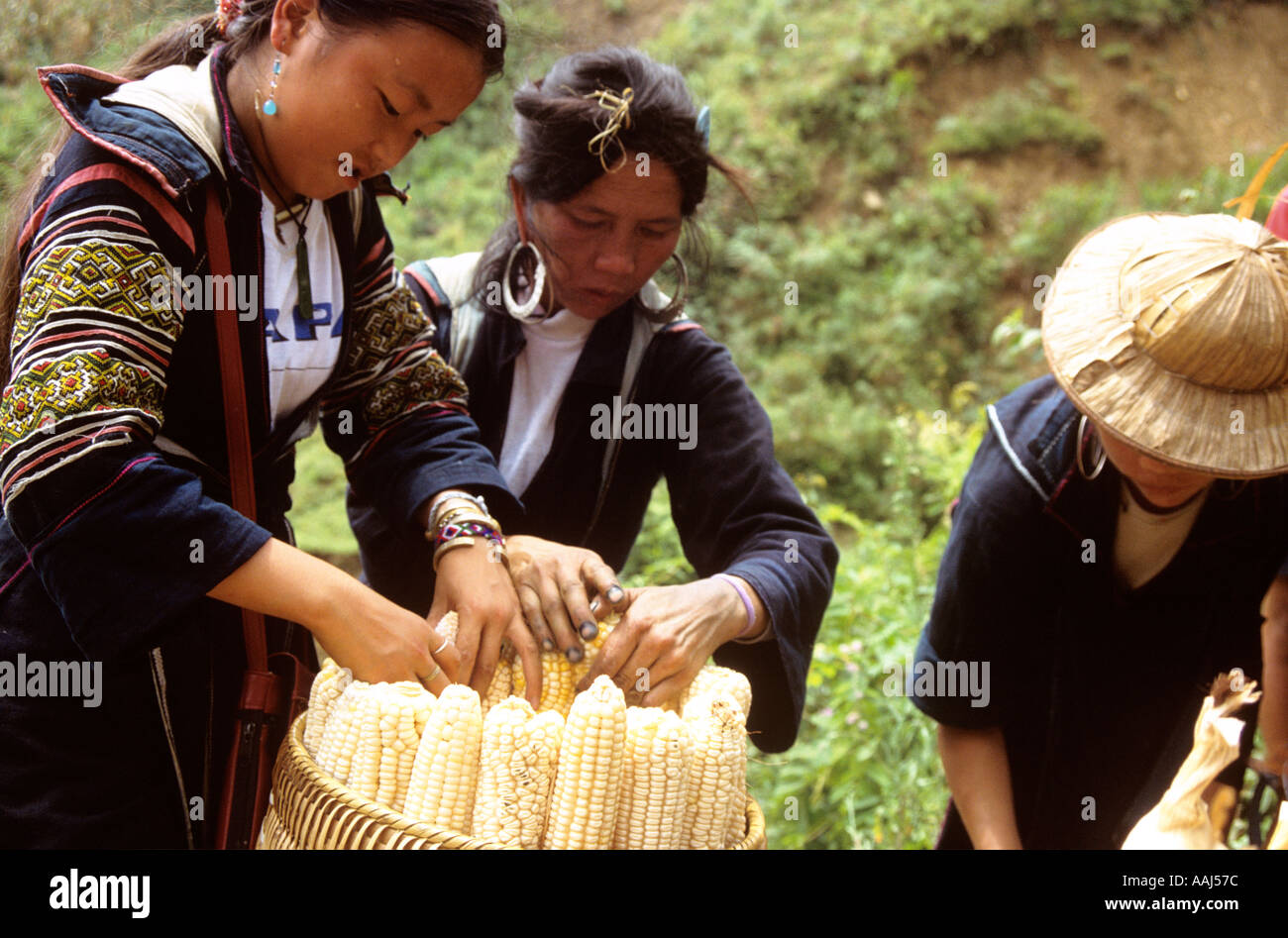 Black Hmong women packing basket with corn (maize), Sapa, Vietnam Stock ...