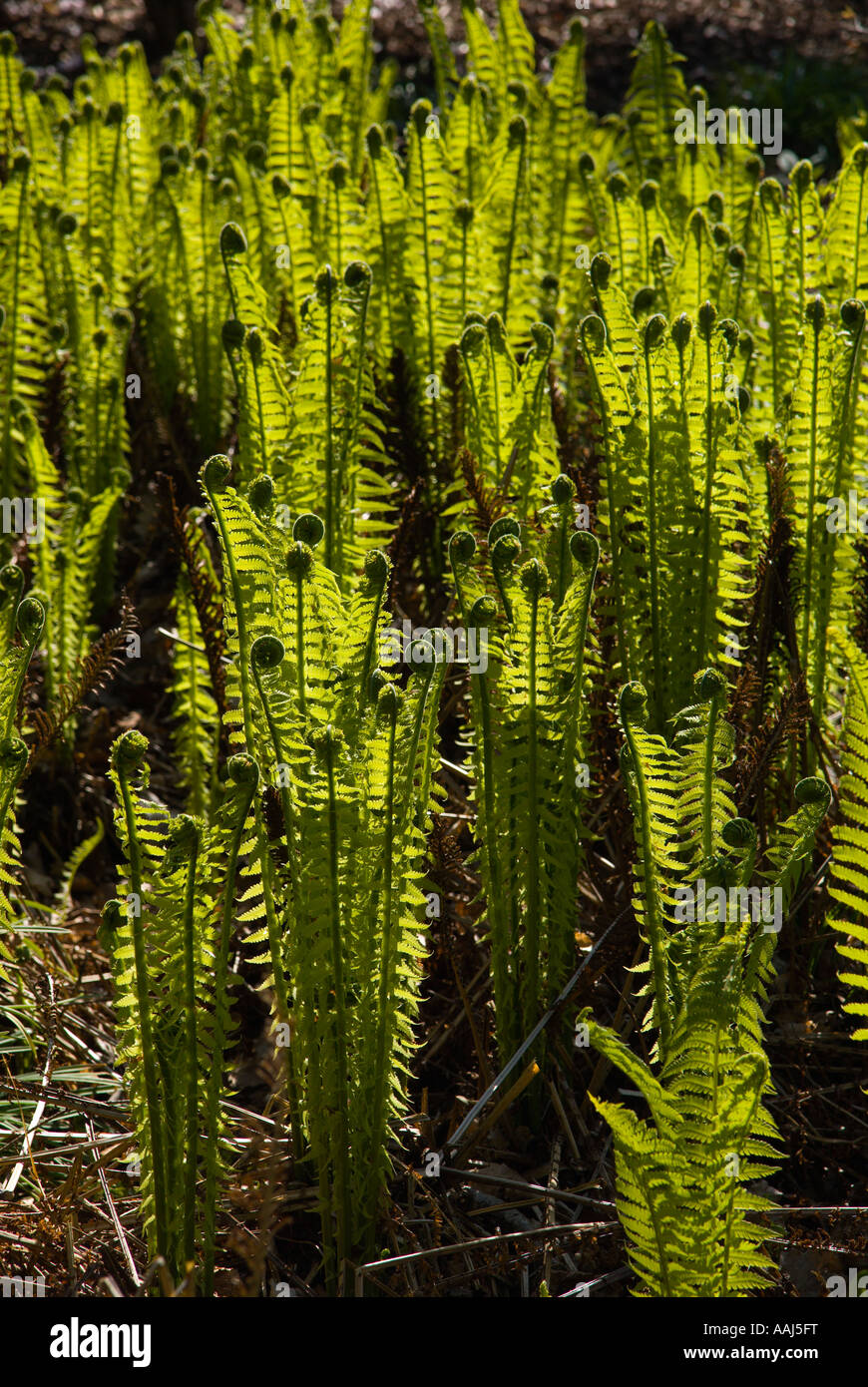 Ferns Matteuccia struthiopteris at Dawyck Botanical Gardens Scottish ...