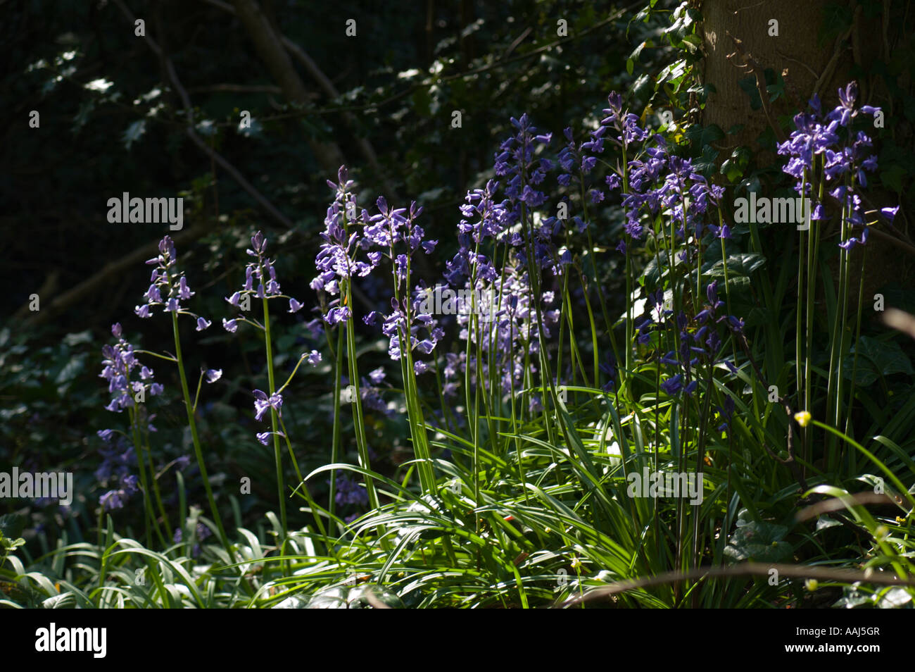 Woodland bluebells in Scotland Stock Photo - Alamy