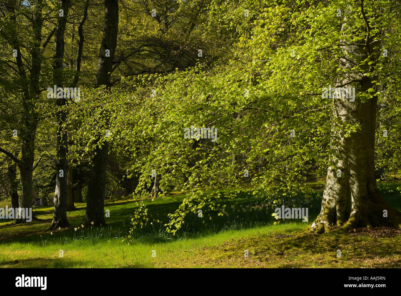 Fagus sylvatica dawyck hi-res stock photography and images - Alamy
