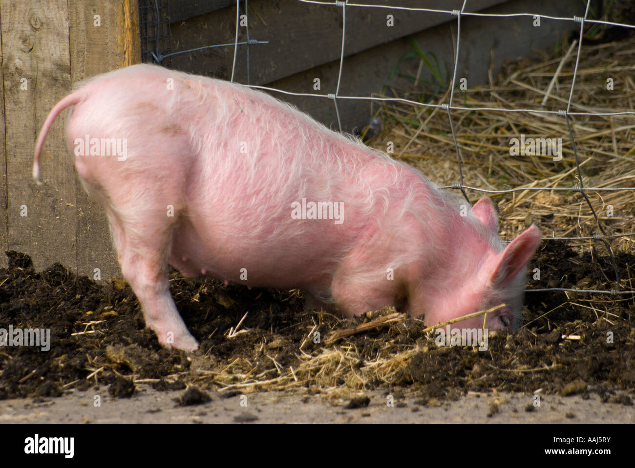 Runt piglet hi-res stock photography and images - Alamy