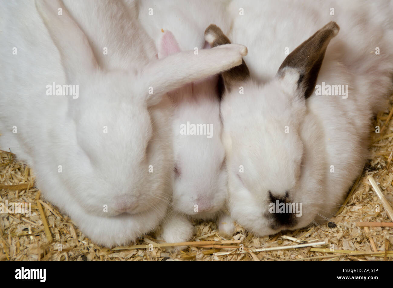 Young rabbit squeezed between parents security and safety Stock Photo ...