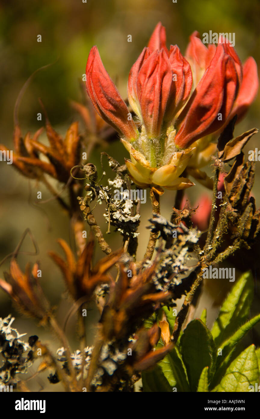 Molle japonicum hi-res stock photography and images - Alamy