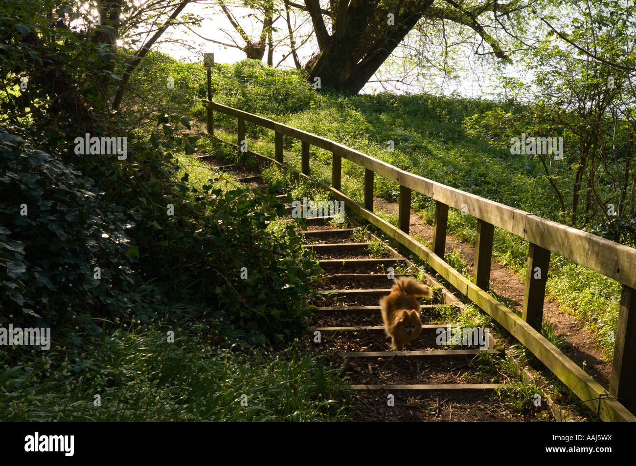 Riverside footpath steps beside the Tweed in Kelso Scottish Borders UK ...