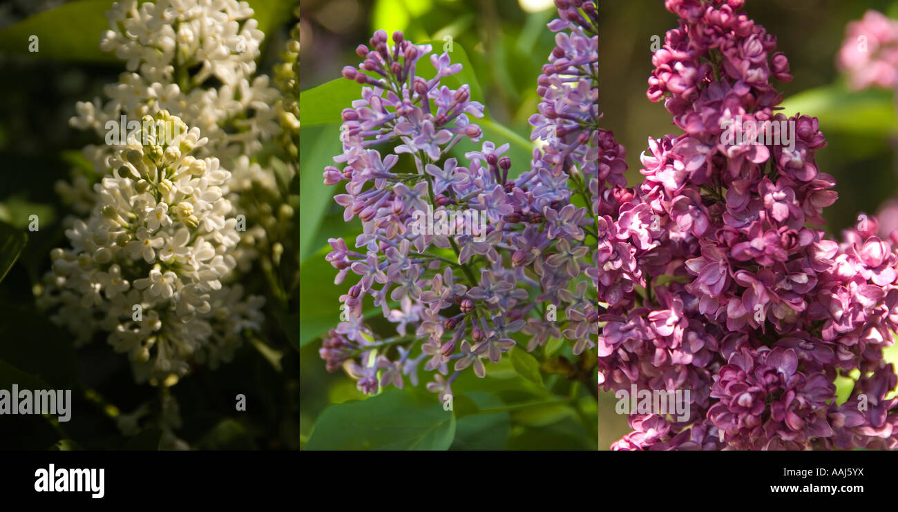 Three colours of lilac blossom syringa vulgaris in Scottish country ...