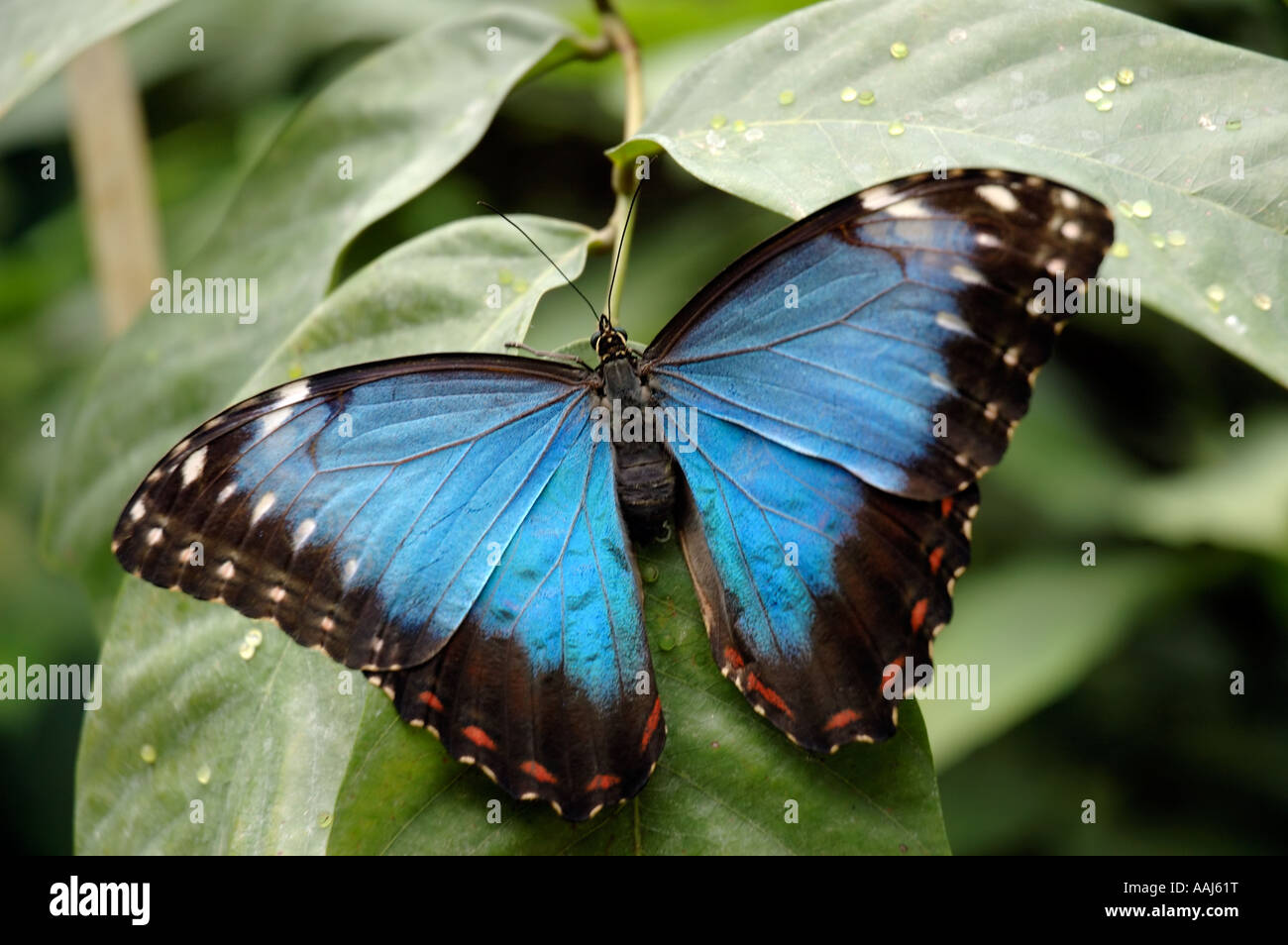 Morphidae butterfly hi-res stock photography and images - Alamy