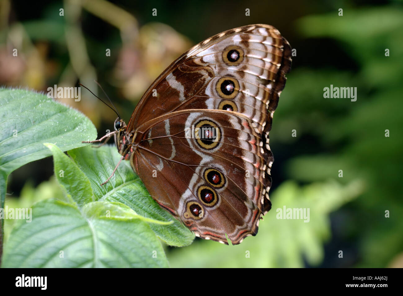 Morphidae hi-res stock photography and images - Alamy