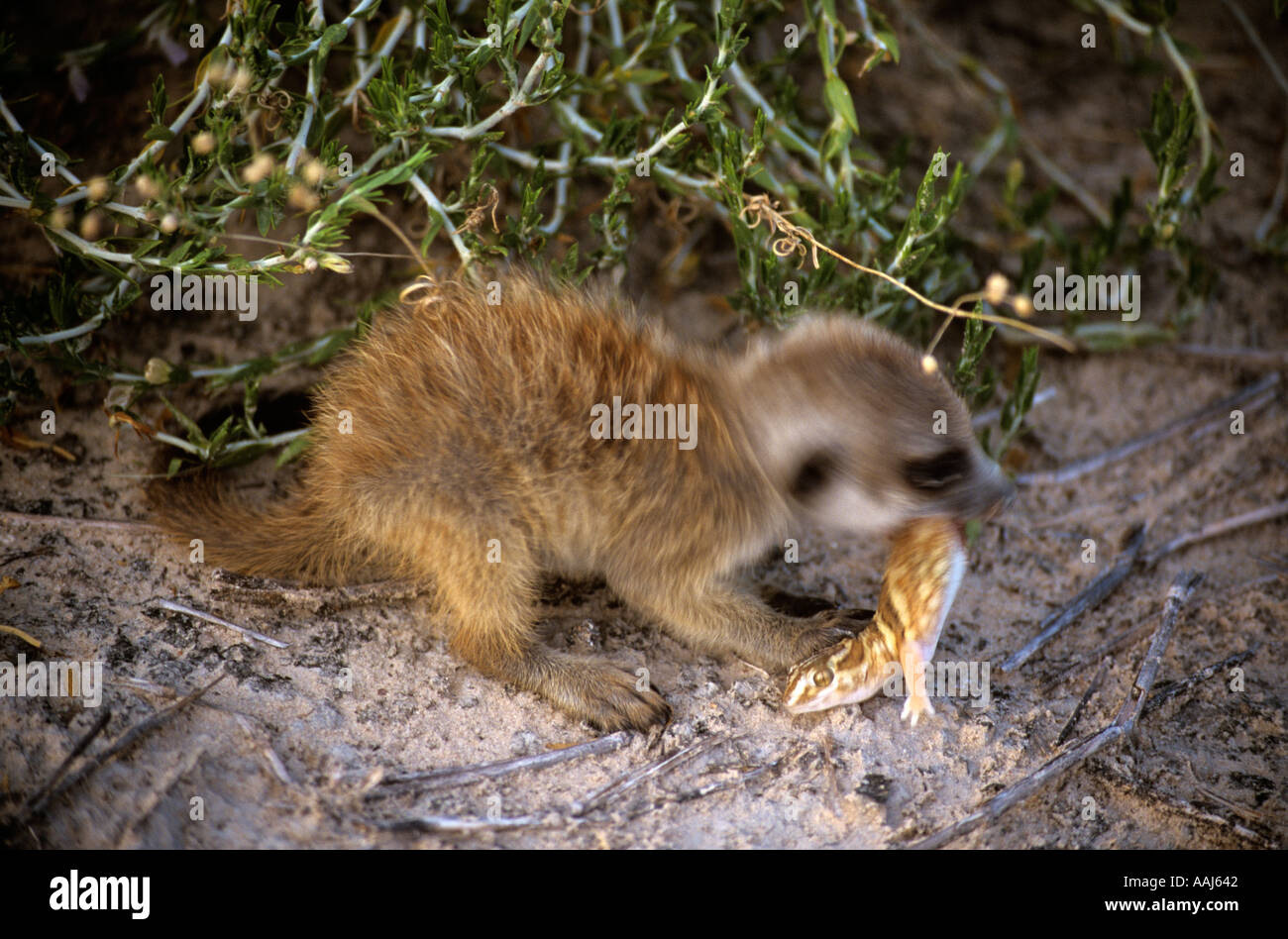 Baby Meerkat eating a barking gecko Kalahari Desert South Africa Stock ...