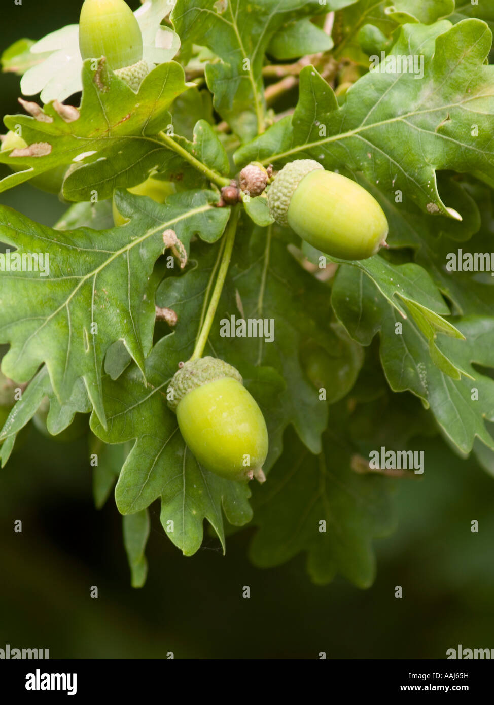 Freshly growing acorns of the English oak tree Quercus robor or common ...