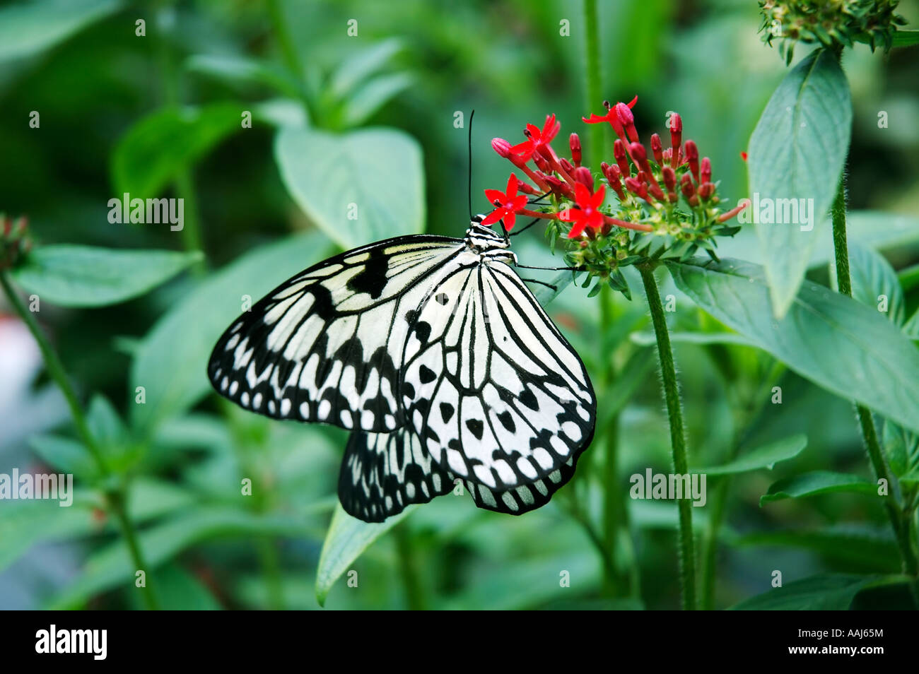 Butterfly observation hi-res stock photography and images - Alamy