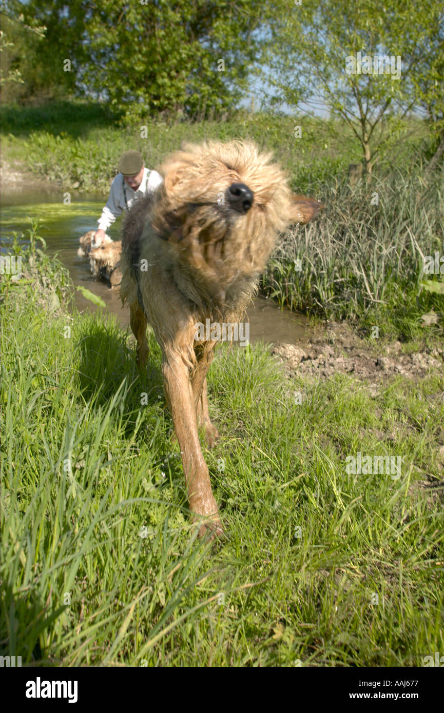 Otterhound hi-res stock photography and images - Alamy